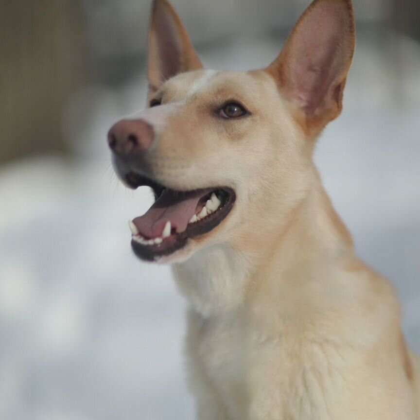Щенок в добрые руки бесплатно