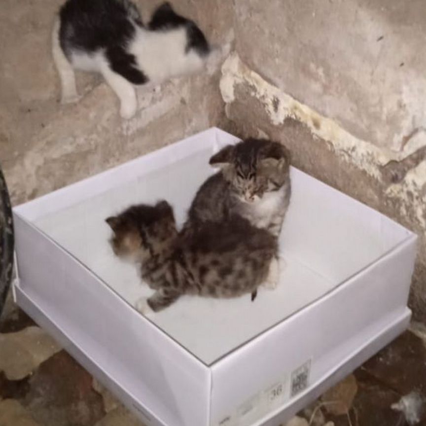 Котятки, отдаем в добрые руки