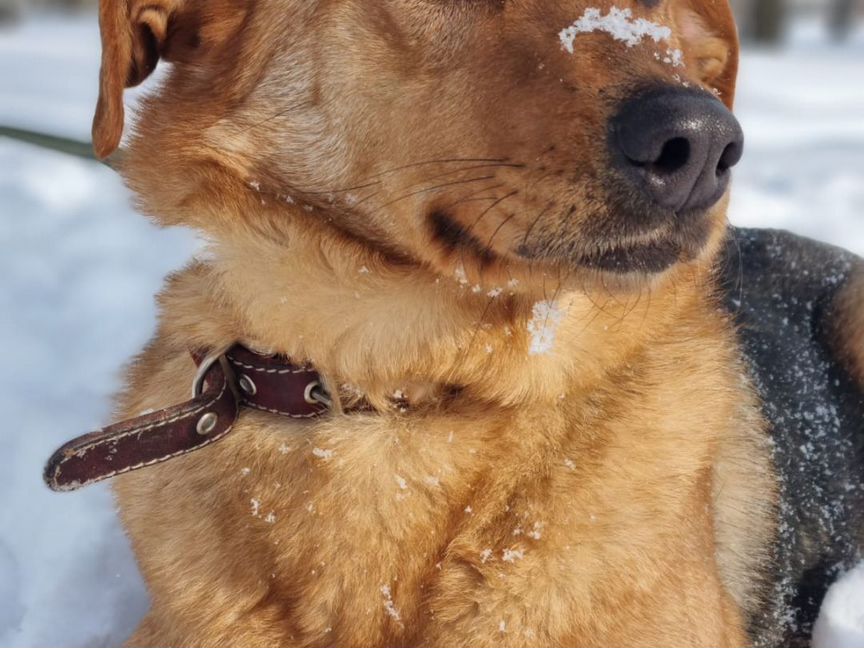 Баффи- лучшая собака, в добрые руки