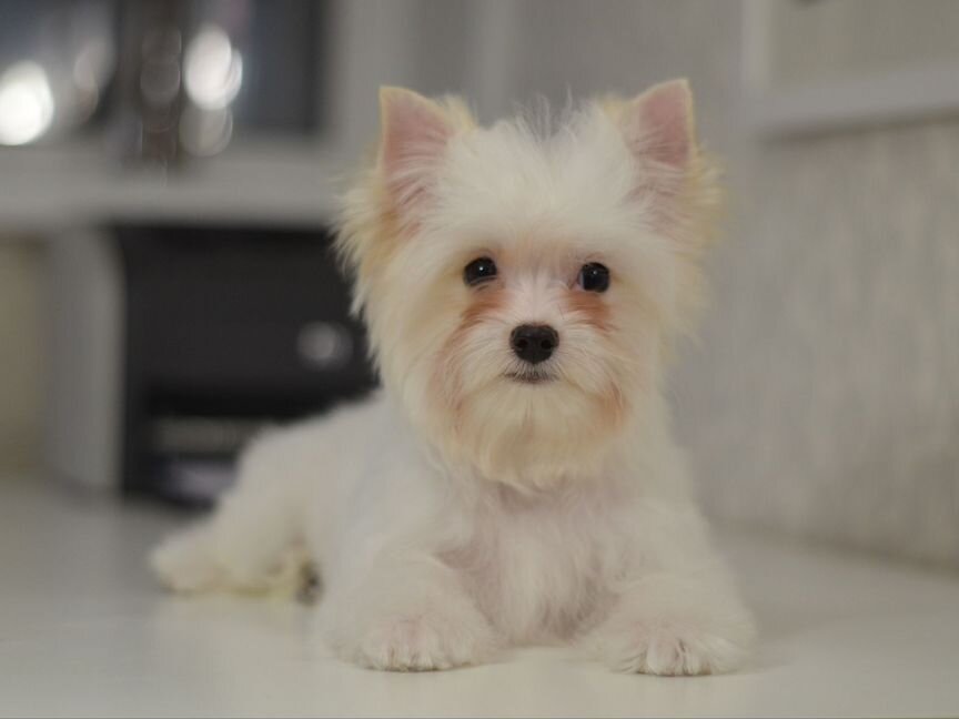 Белый йорк мальчик