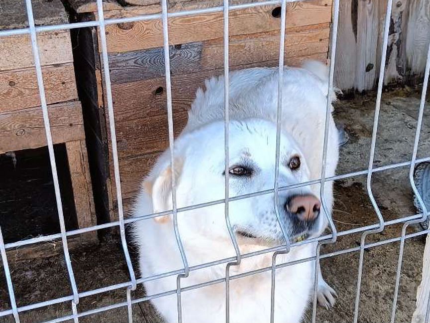 Собака мальчик Умка