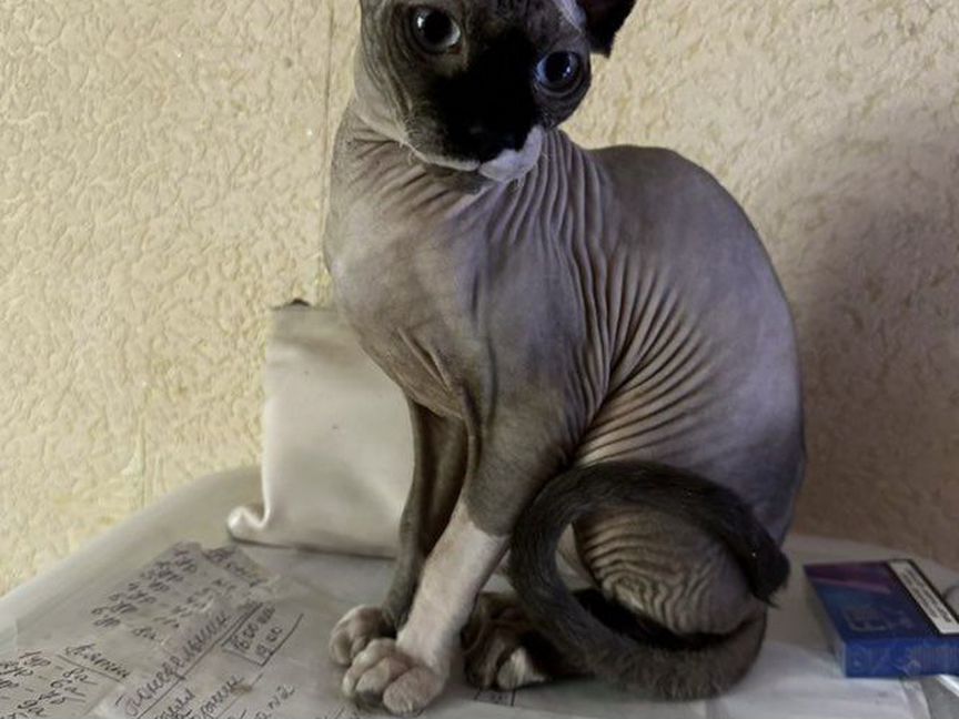 Канадский сфинкс