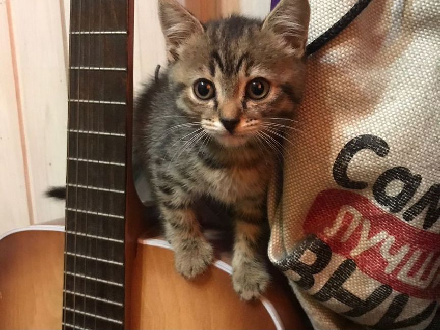 Котёнок в добрые руки