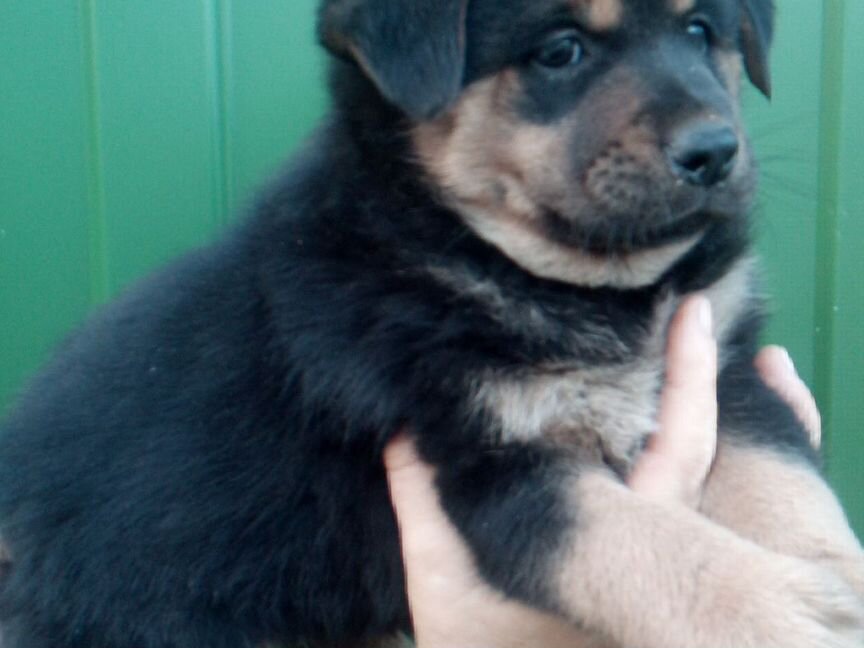 Ваш верный охранник