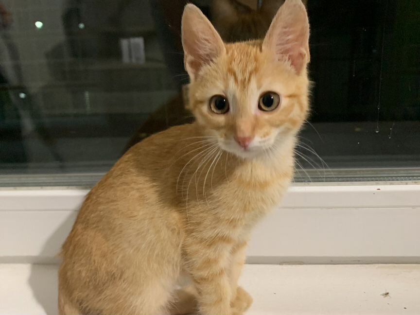 Котенок в дар бесплатно