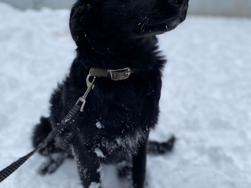 Щенки,помесь спаниеля,в добрые руки