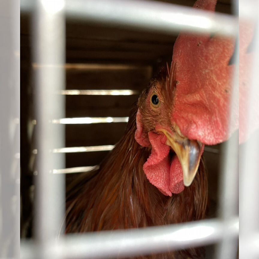 Молодые домашние петушки