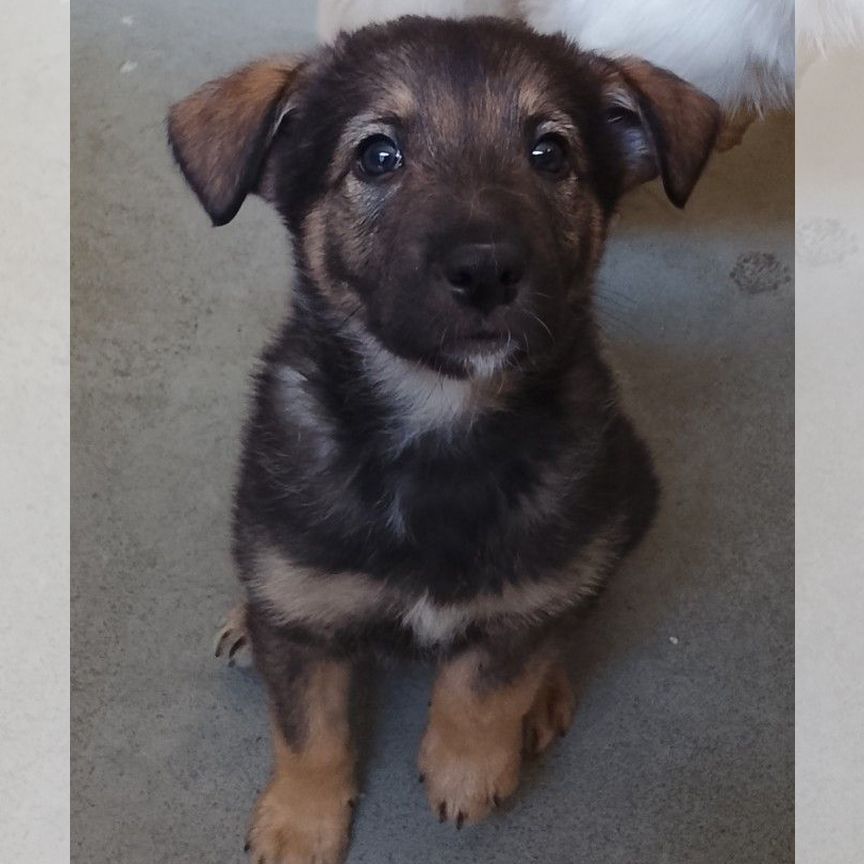 Щенок в добрые руки