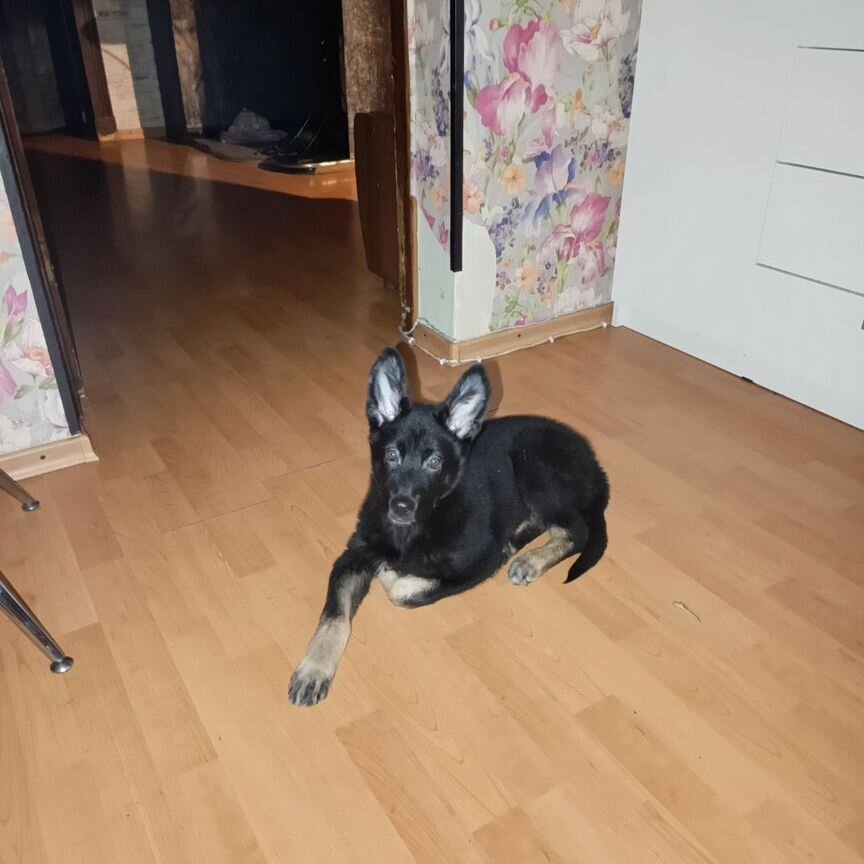 Щенок в добрые руки бесплатно