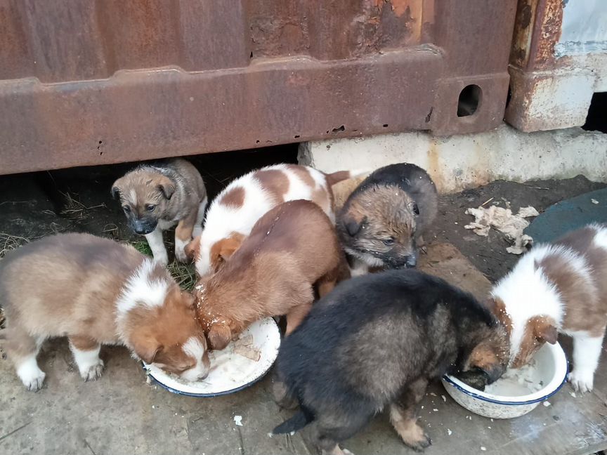 Щеночки от охранной собаки в добрые руки