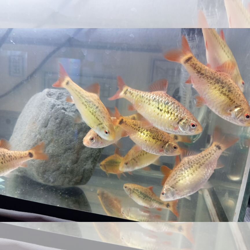 Барбусы Шуберта