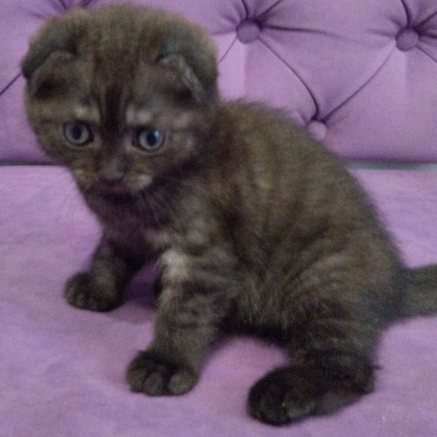 Котята шотландской вислоухой кошки