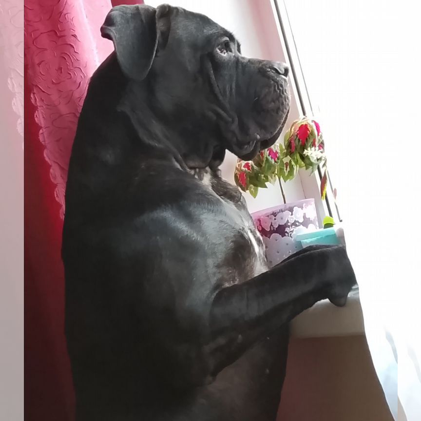 Кане-корсо, щенок