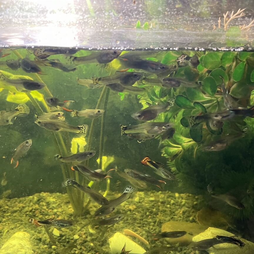 Рыбки гуппи