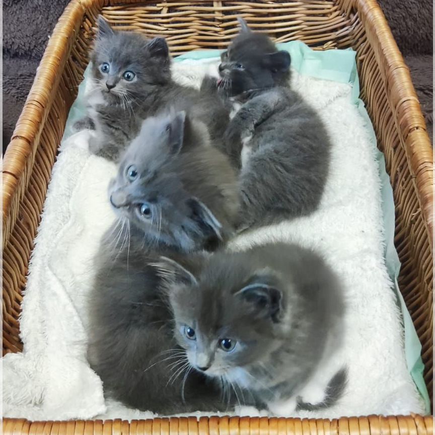 Сибирские котята гипоаллергенные