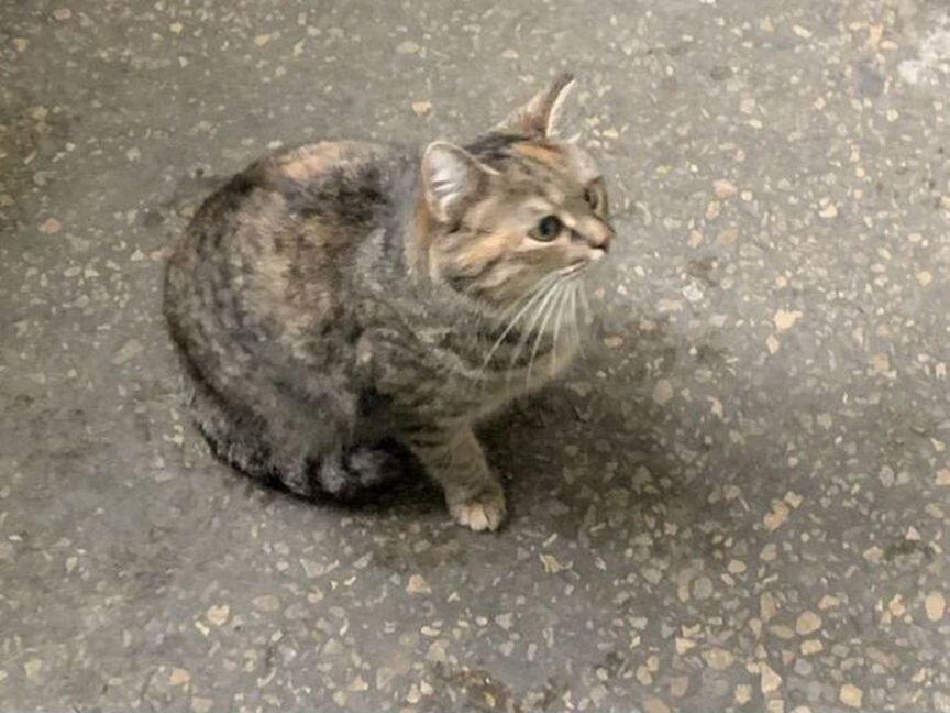 Спасённой от морозов кошке необходим дом