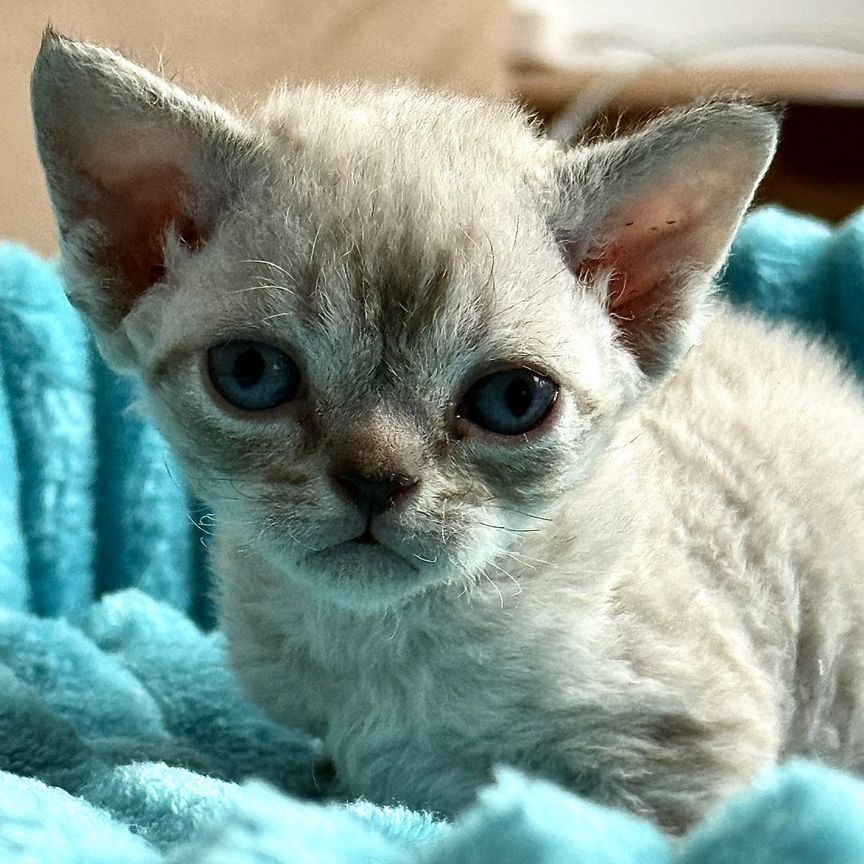 Девон-рекс котёнок