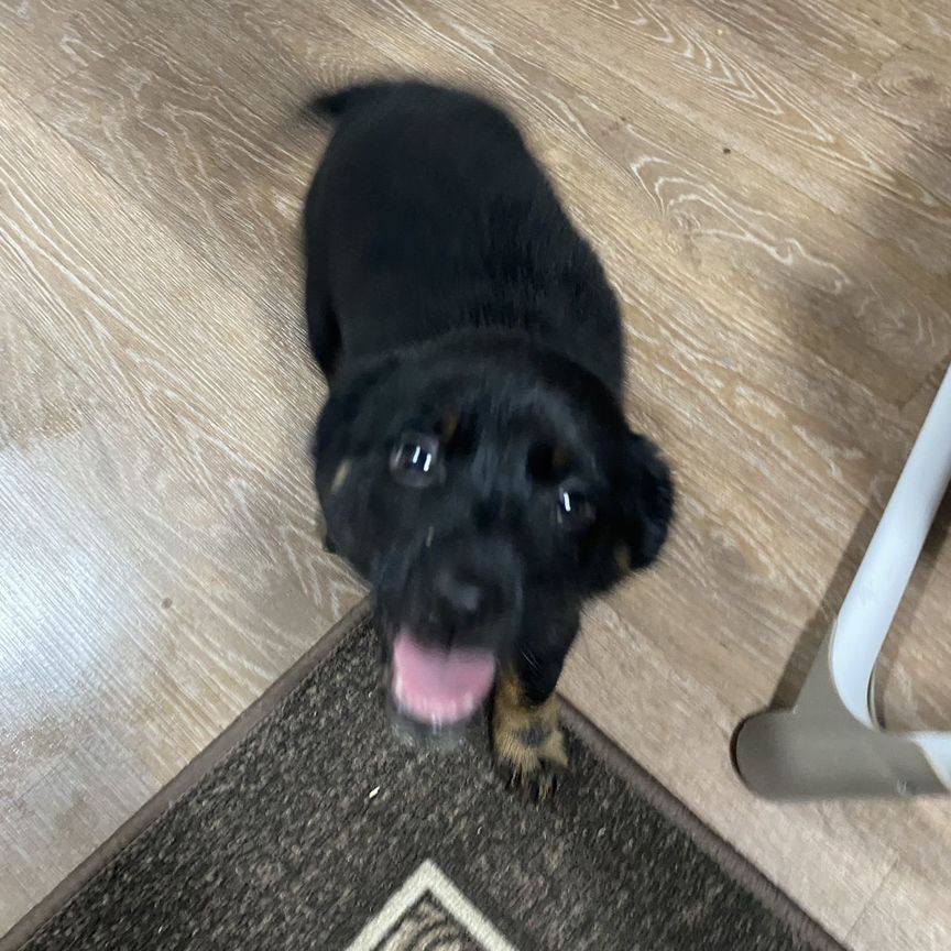 Щенок в добрые руки