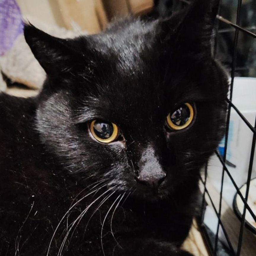 Черный котик в дар