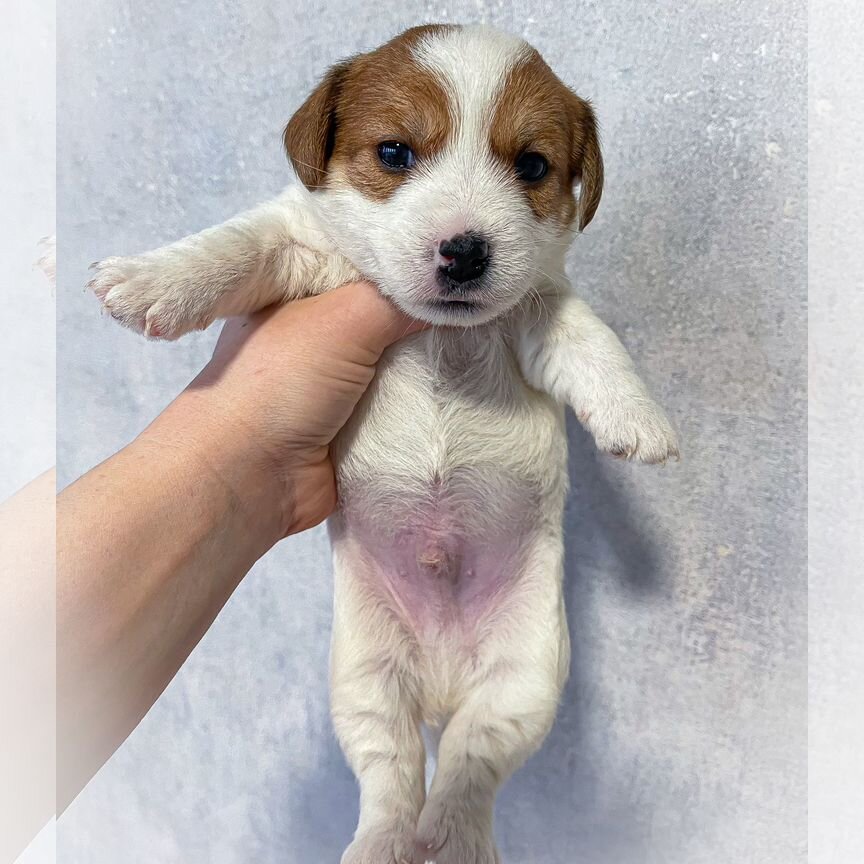 Джек-рассел-терьер, щенок