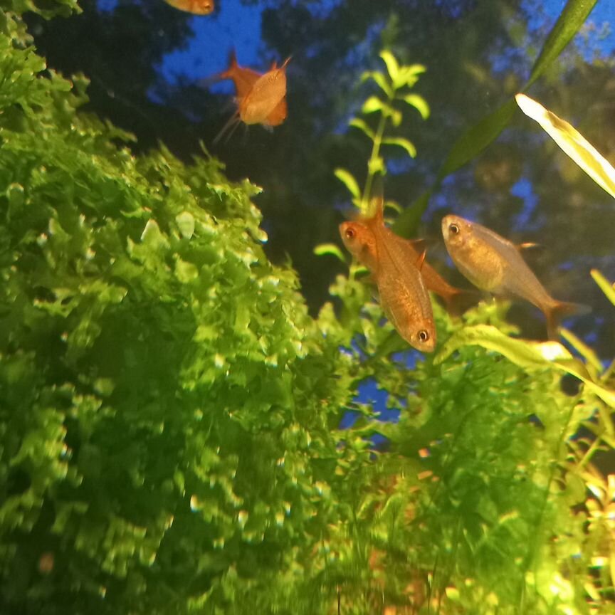 Аквариумные растения