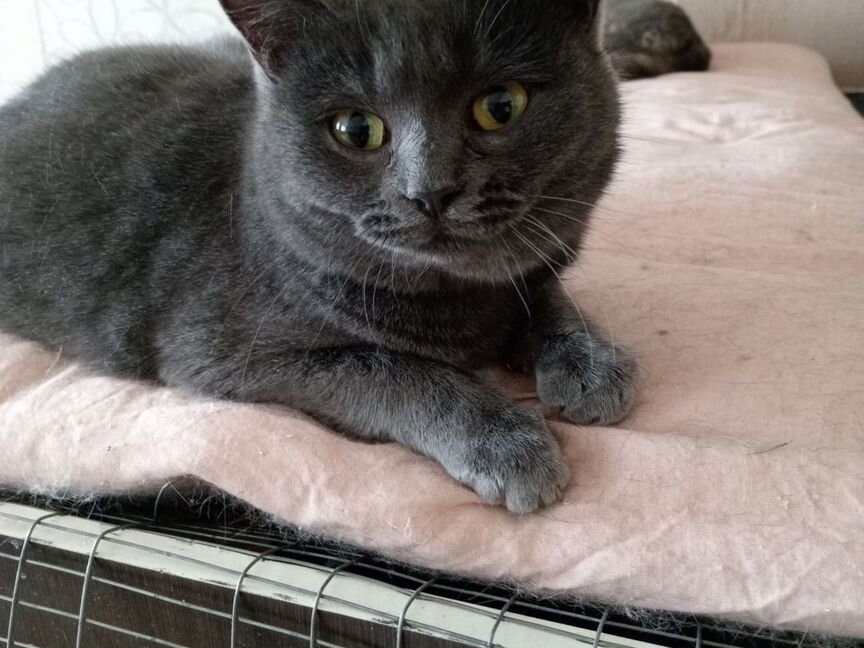 В добрые руки