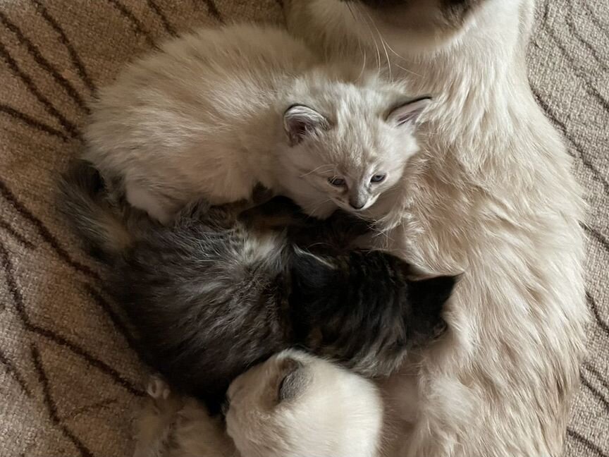 Котята от тайской кошки