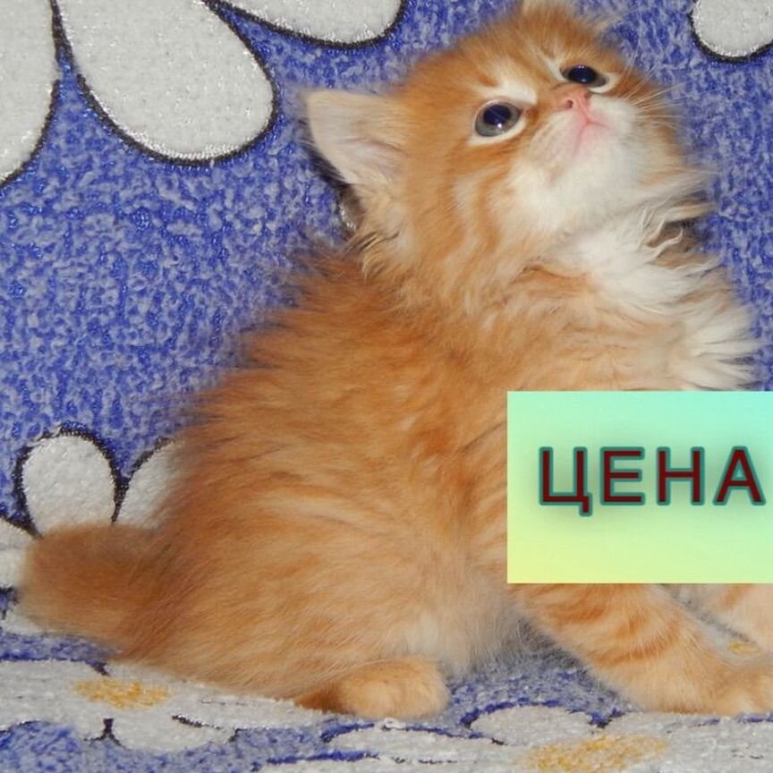 Сибирские котята