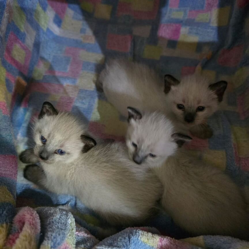 Тайские котята
