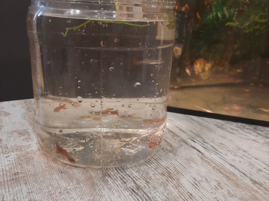 Рыбки гуппи самцы