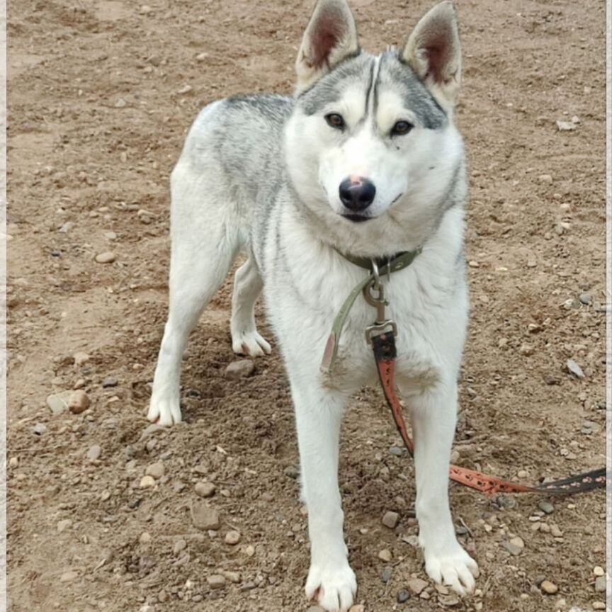 Лайка, щенок