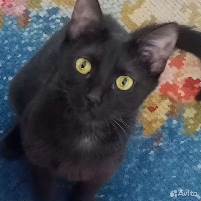 Кошечка Ночка ищет своего человека