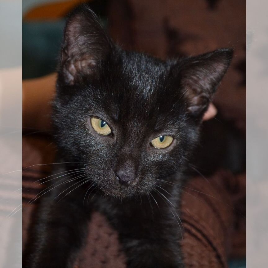 Котенок в добрые руки