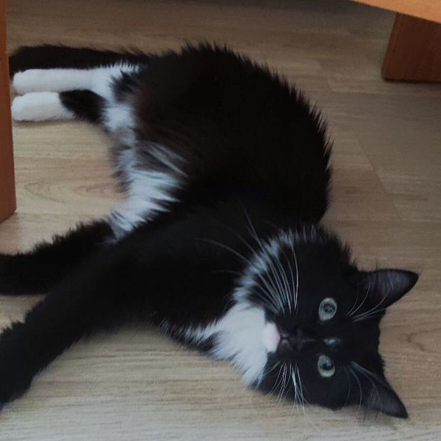 Китайский Танк, взрослая кошка