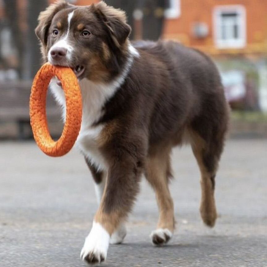 Миниатюрная американская овчарка, щенок