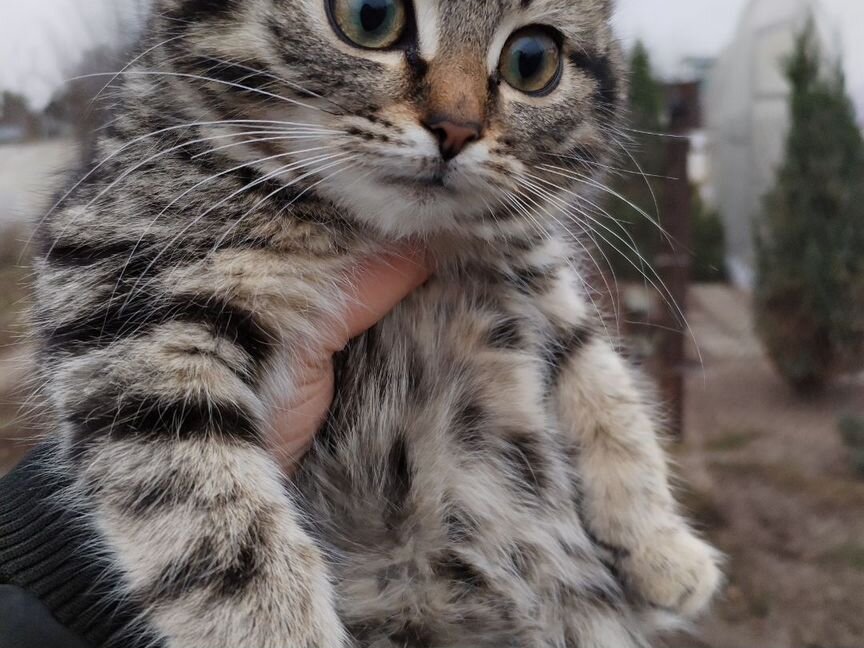 Кошка в дар бесплатно