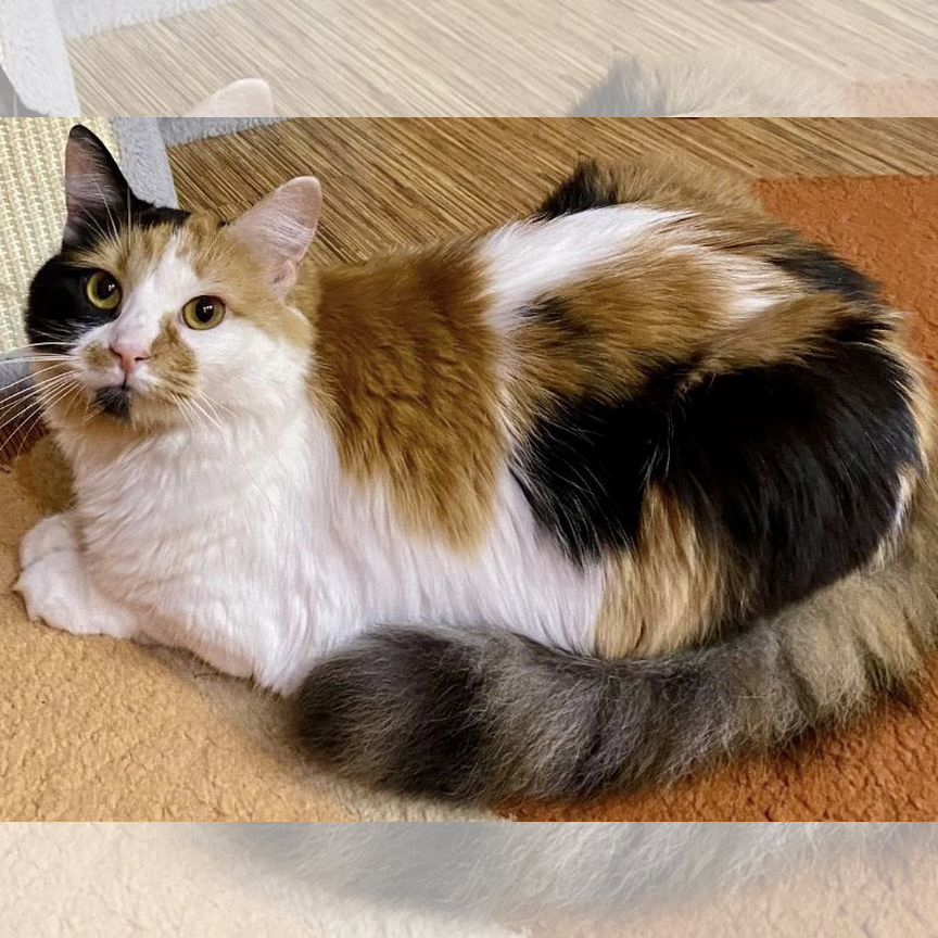 Шикарная кошечка только ответсвенным людям