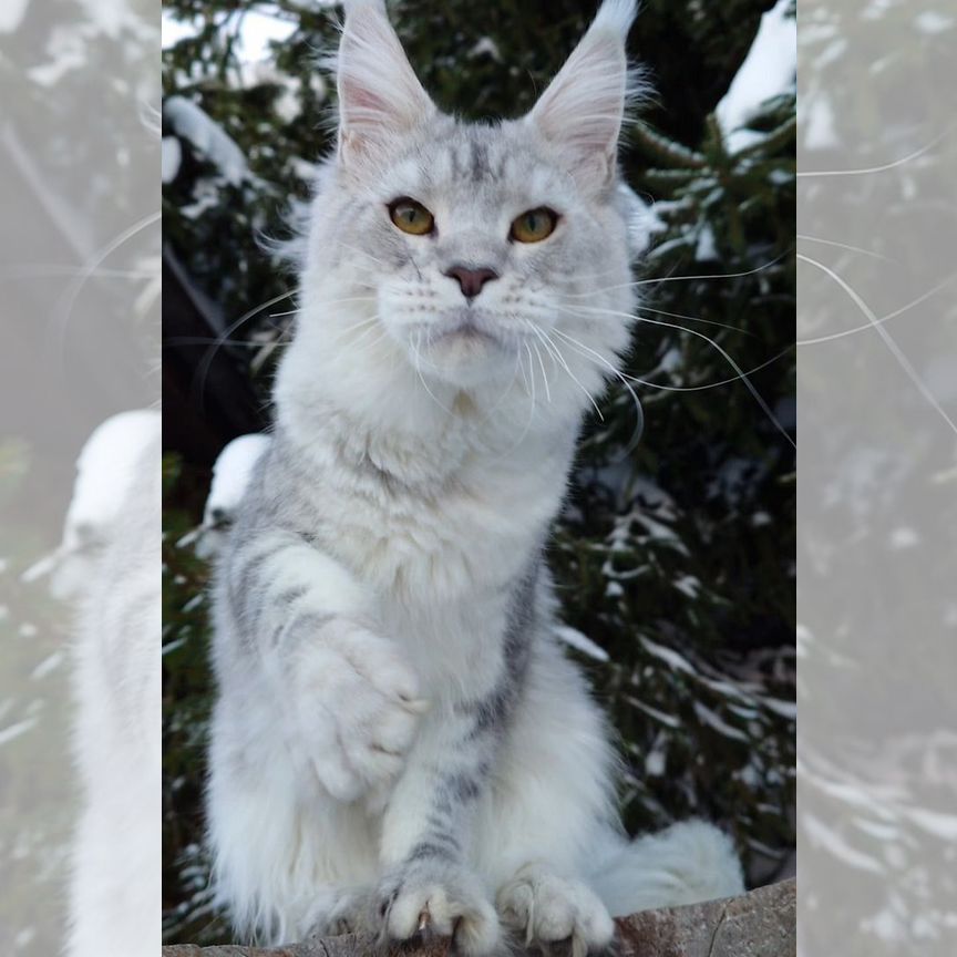 Мейн-кун котёнок