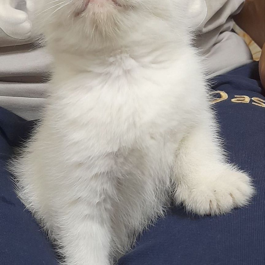 В добрые руки кошечка)