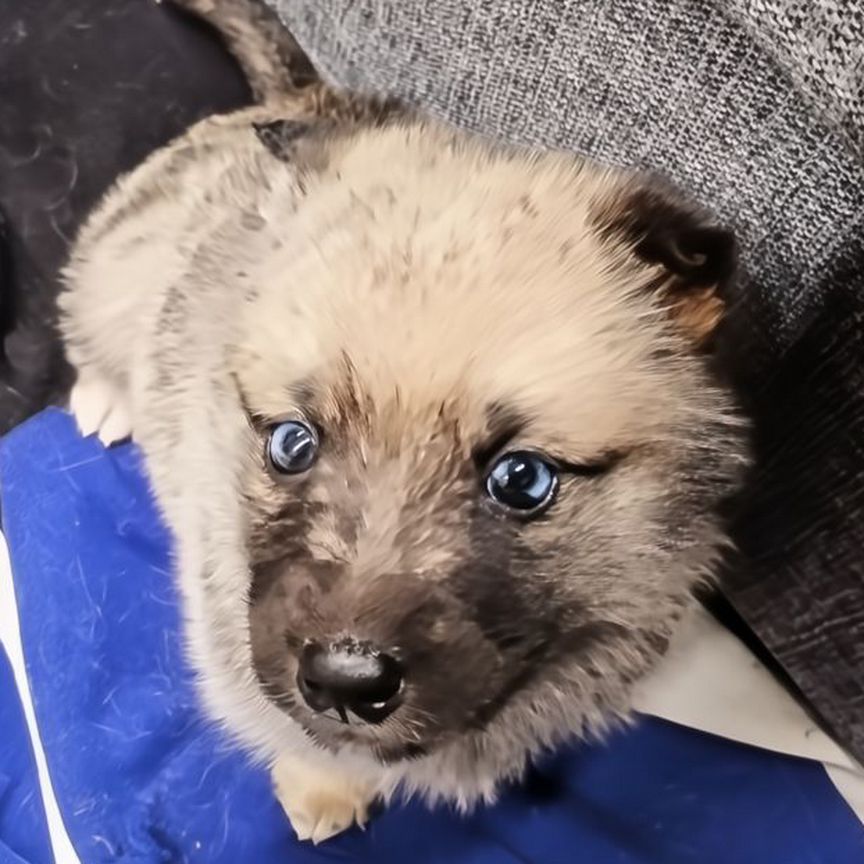 Щенок в добрые руки