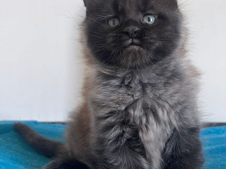 Котята мейн-кун