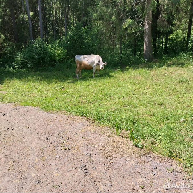 Голштинская племенная корова Соня