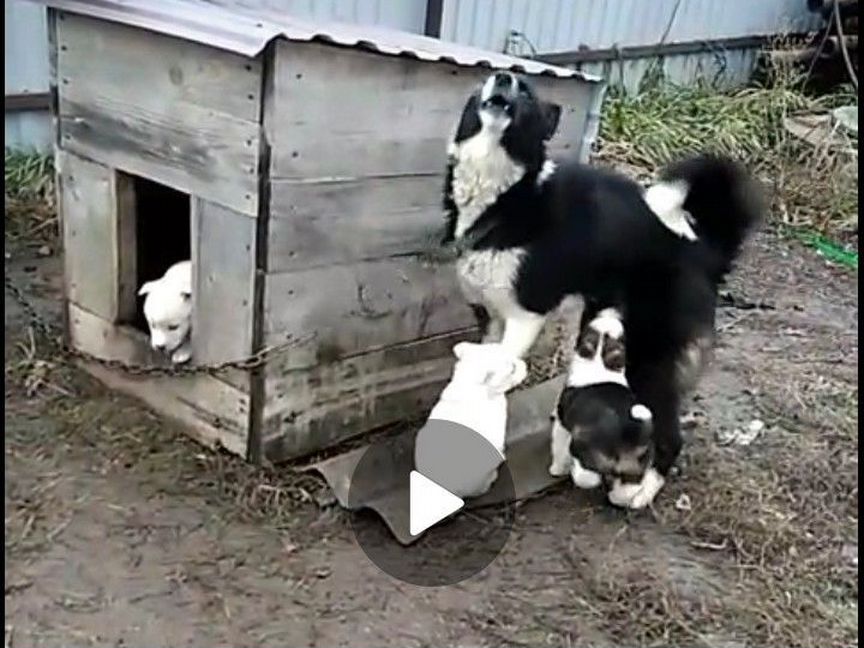 Щенки лайки