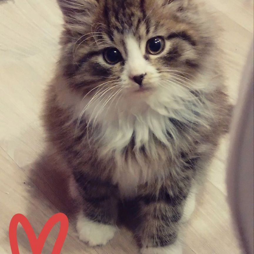 Котик 2-3 месяца