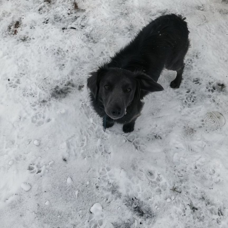Взрослая собака в добрые руки