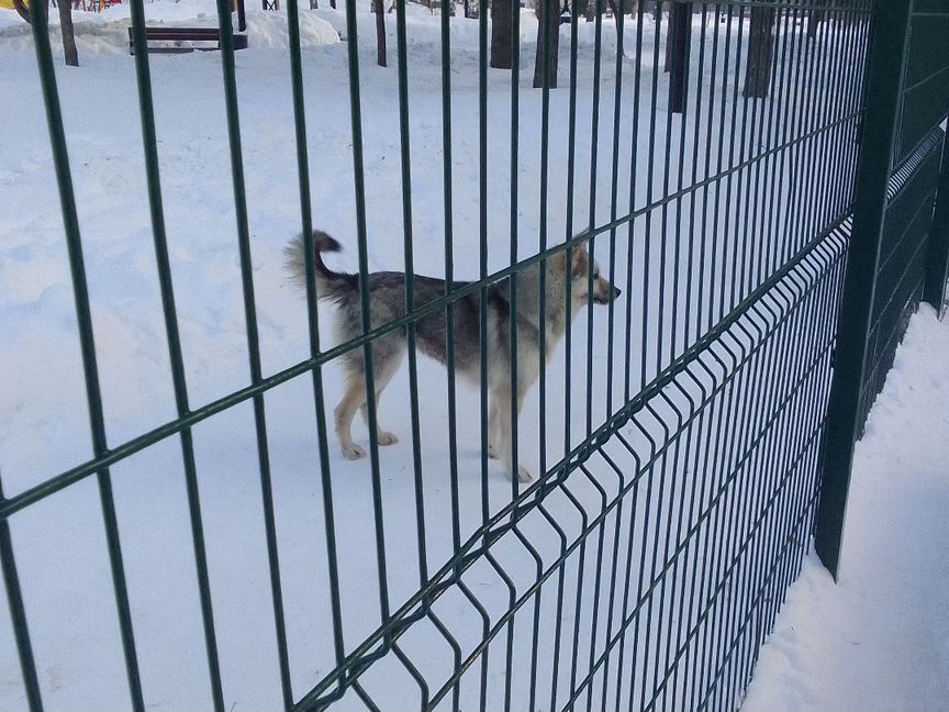 Собака дворняшка/потеряшка