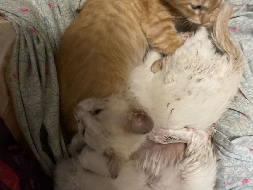 Котята в добрые руки