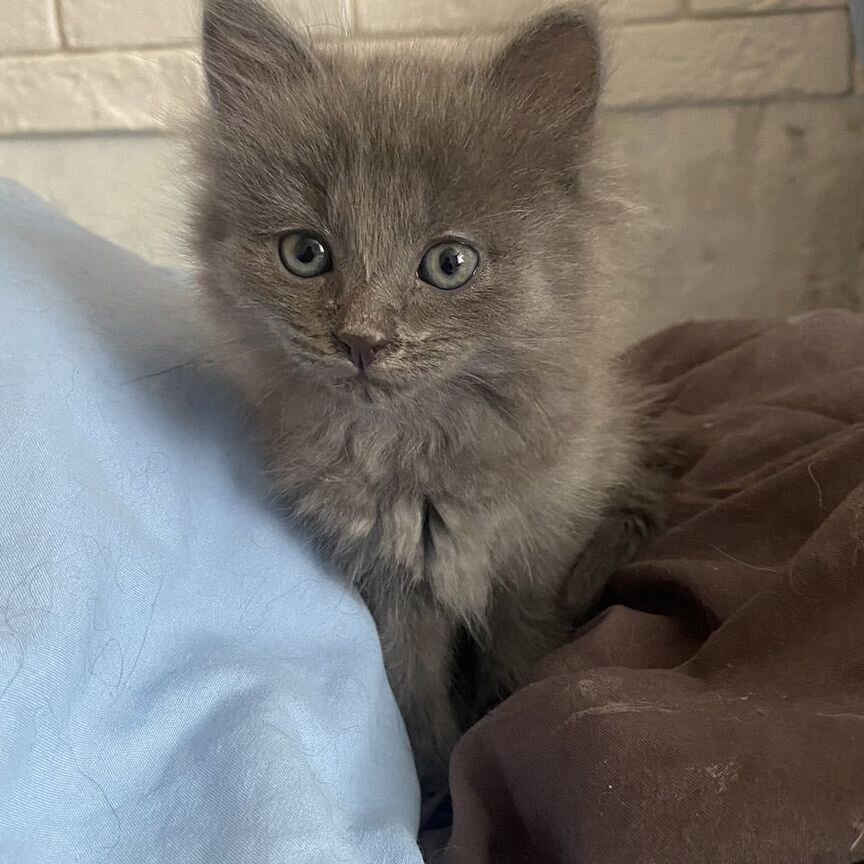 Котёнок в добрые руки