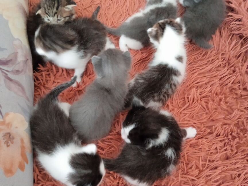 Котята в добрые руки