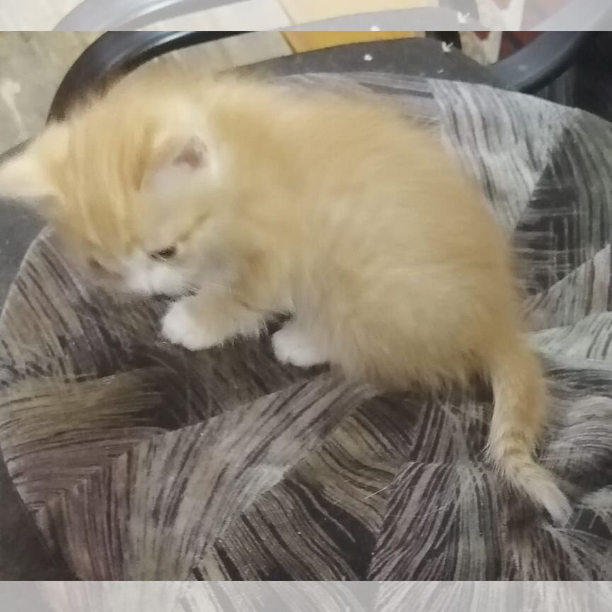 Маленький рыжик ищет себе любящего хозяина